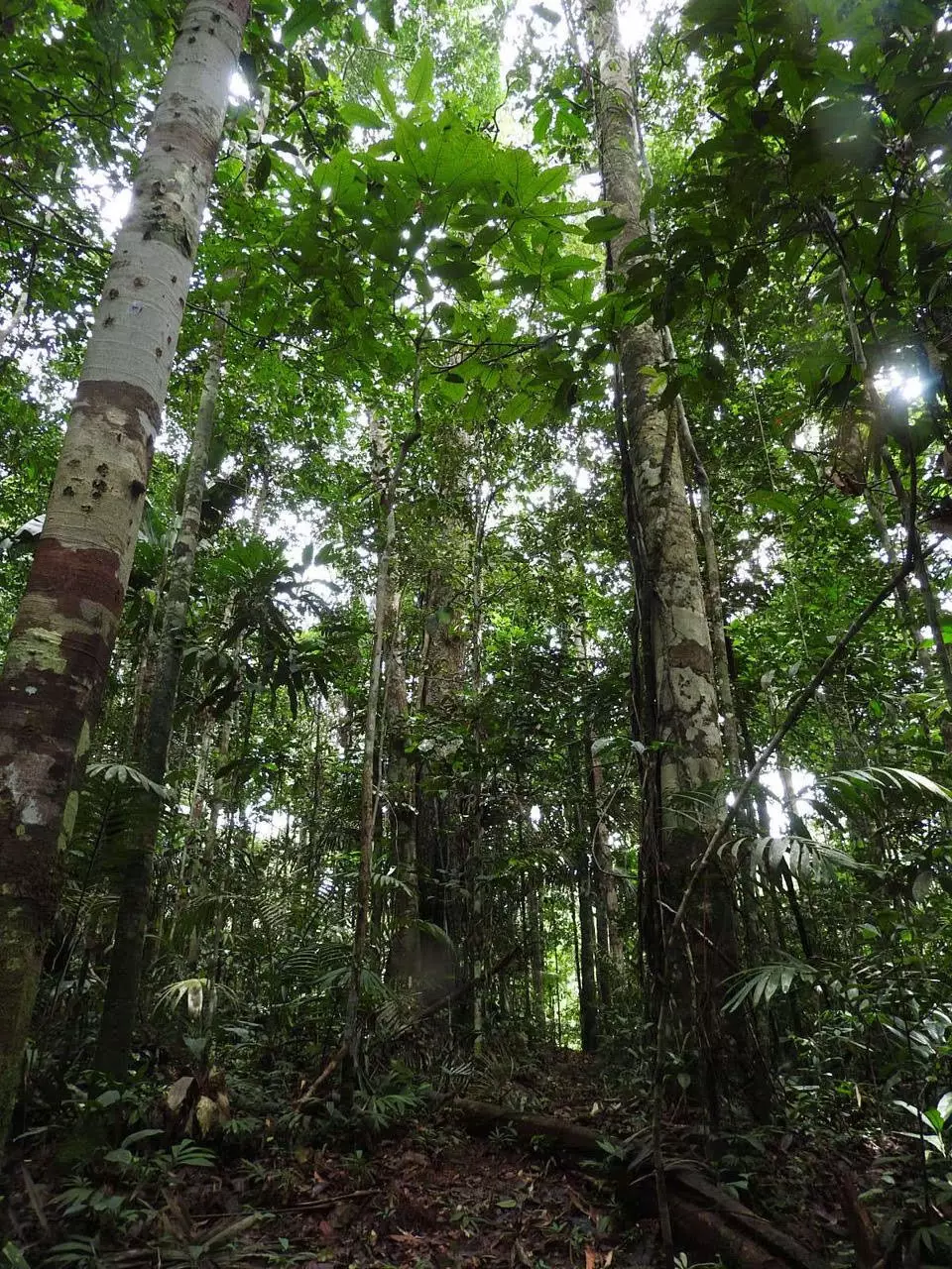 Pădurea Bazinului Amazonului