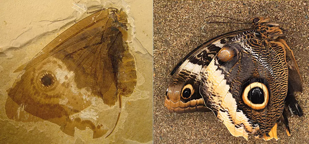 fossil ng butterfly