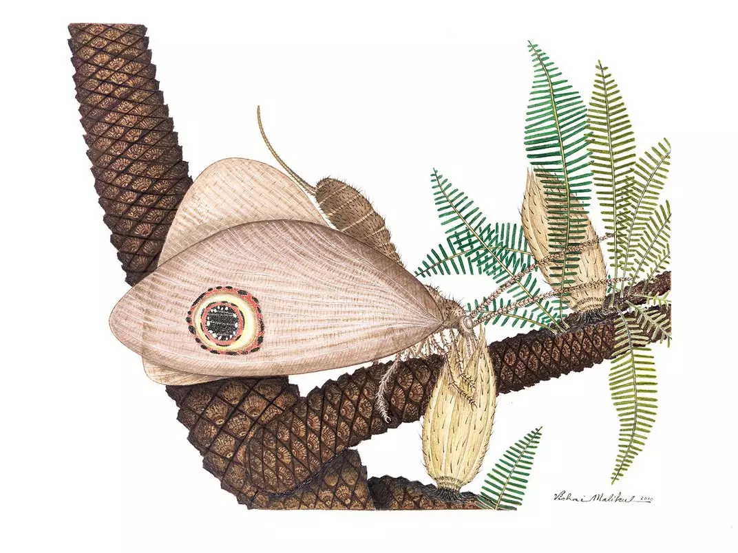ilustracija jurskega metulja