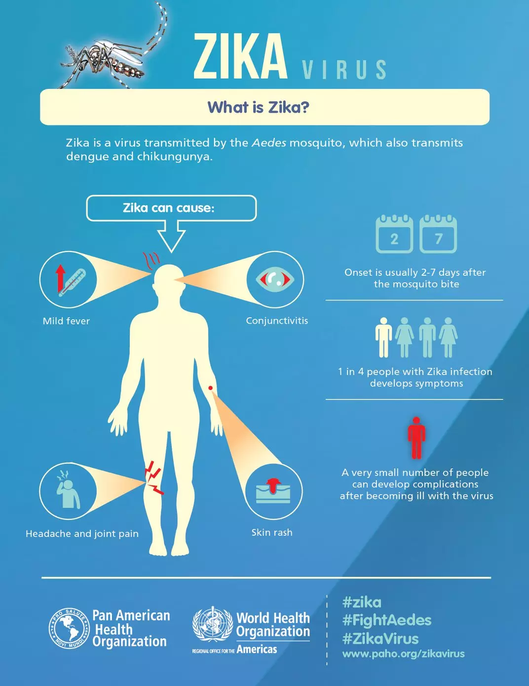 Zika ကဲ့သို့သော ဗိုင်းရပ်စ်များသည် မွေးရာပါချို့ယွင်းချက်များကို မည်သို့ဖြစ်စေနိုင်သနည်း။