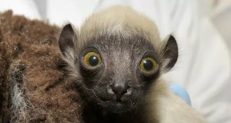 'Beatrice la Suàbia' és el sifaka d'un nadó de Coquerel