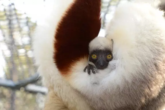 Lemurs ke Liphoofolo tse Kotsing ka ho Fetisisa Lefatšeng, 'me Ngoana enoa ea Ratehang ke Bokamoso ba Bona.