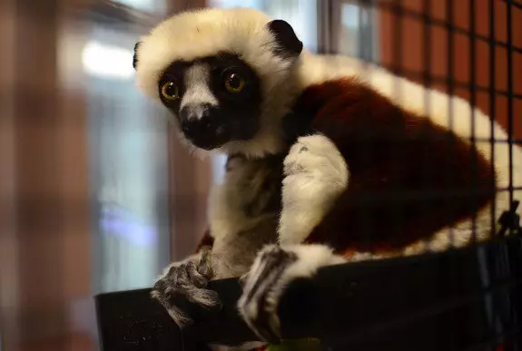 杜克狐猴中心的一只 Coquerels sifaka。