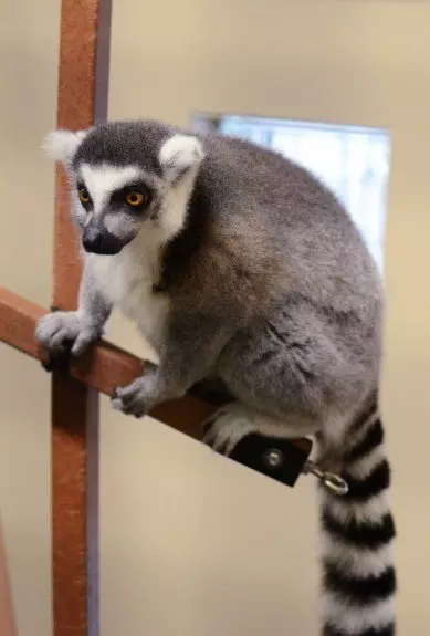 I lemuri del centro aiutano gli scienziati a comprendere il comportamento e la cognizione dei lemuri.