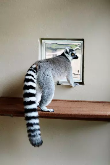 I lemuri sono i mammiferi più a rischio di estinzione del pianeta e questo adorabile bambino è il loro futuro