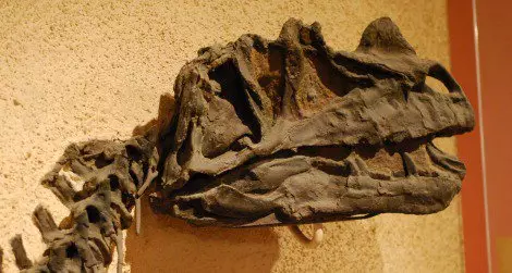 Ceratosaurus nasicornis في متحف سميثسونيان الوطني للتاريخ الطبيعي