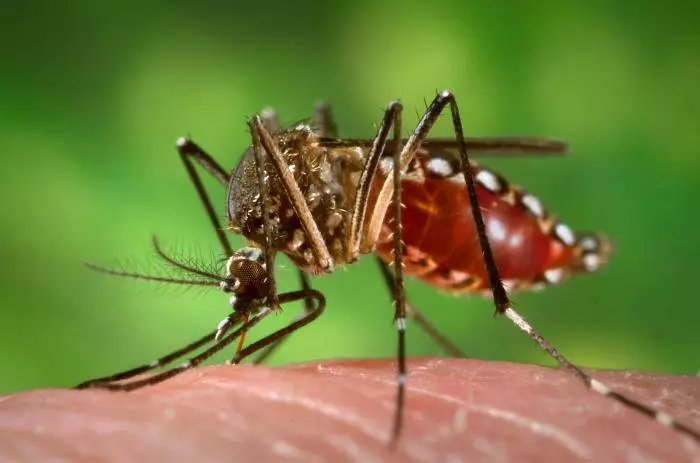 Die wêreld se megastede maak dengue dodeliker