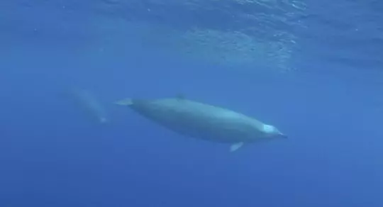 True's Beaked Whale