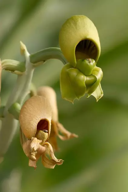 Katasetum orkide
