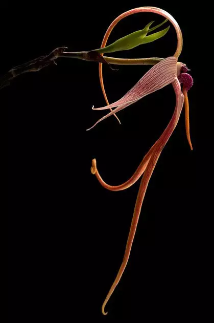 I-Bulbophyllum echinolabium