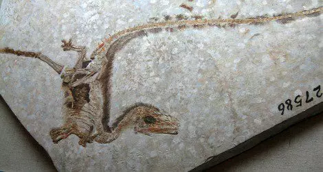 Сінозавроптерикс