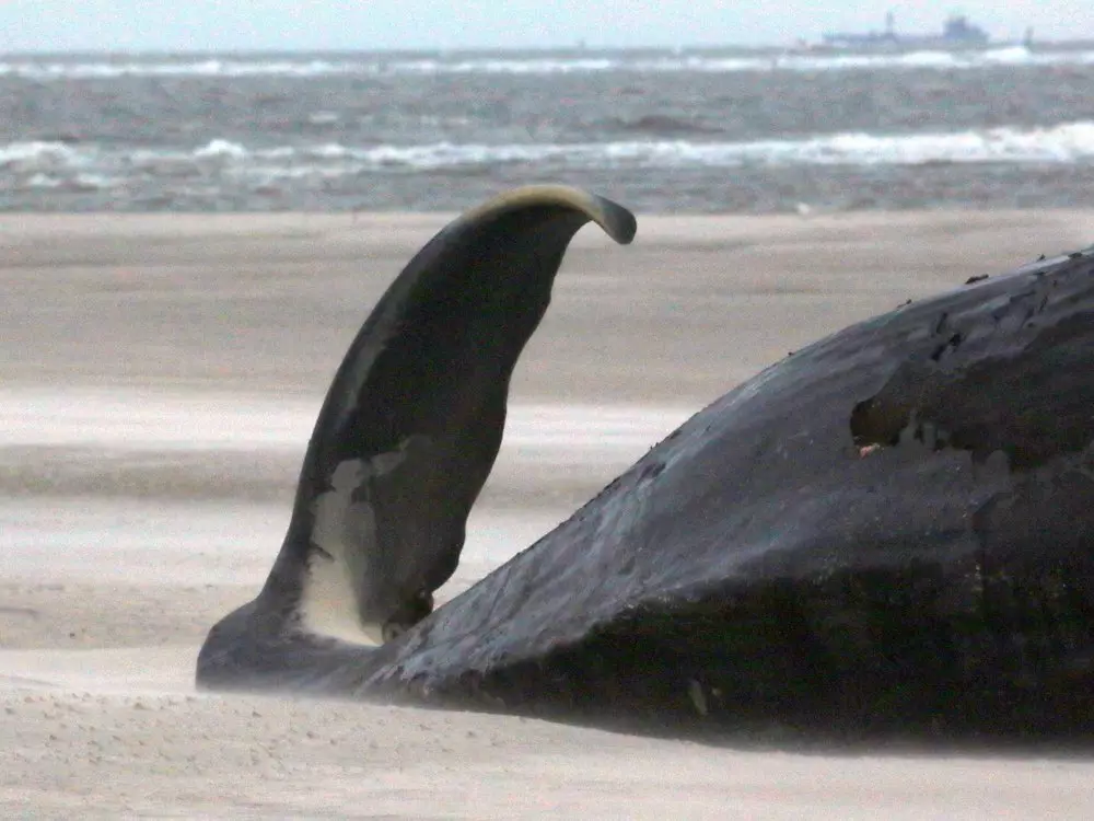 Выброшенный на мель кит