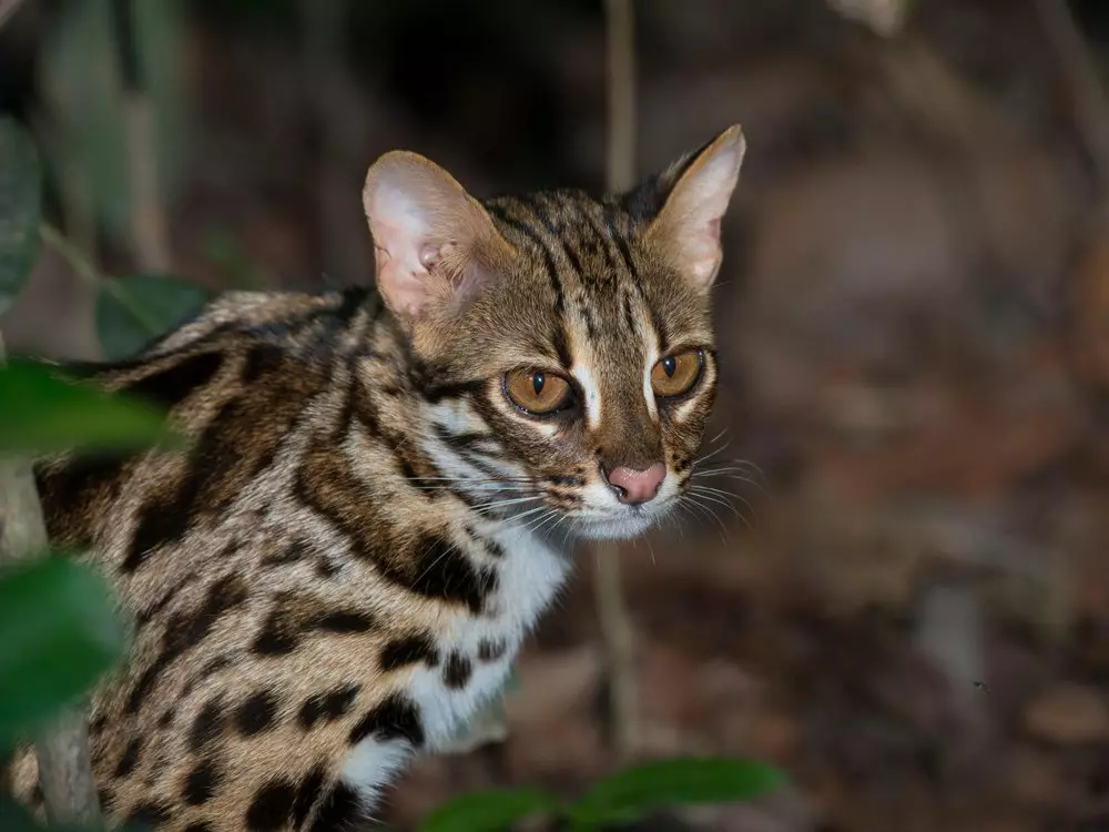 pisîka leopard