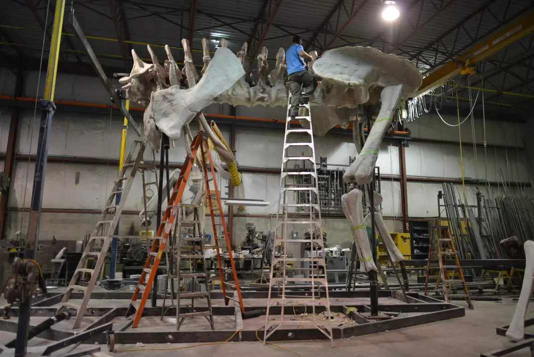 Her er hvordan du klemmer den største dinosauren inn i et New York City Museum 39907_3