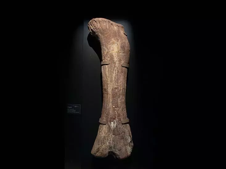Her er hvordan du klemmer den største dinosauren inn i et New York City Museum 39907_4