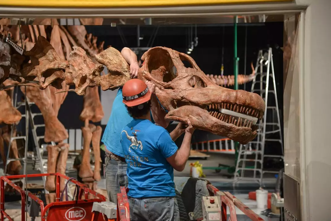 Нью-Йорк музеена иң зур динозаврны ничек кысасыз 39907_6