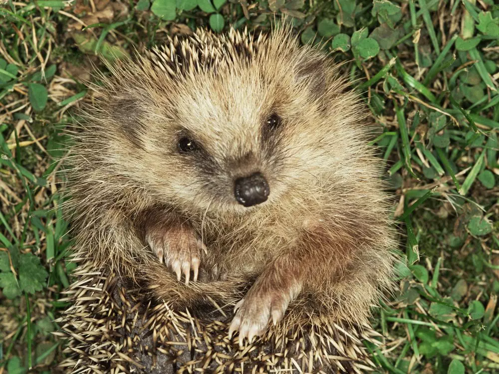 I-Hedgehog
