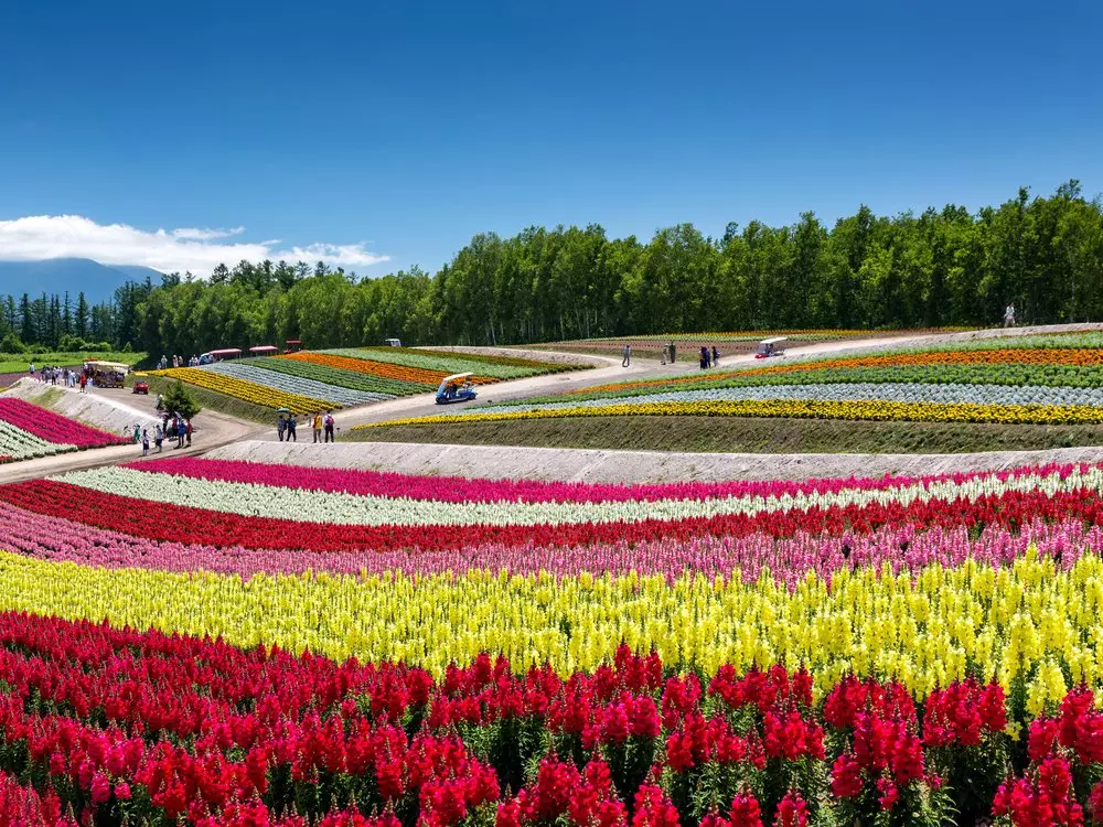 Furano, Japon