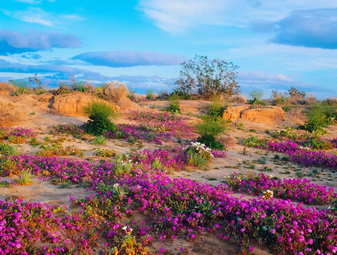 12 luoghi affascinanti per guardare i fiori sbocciare 39913_23