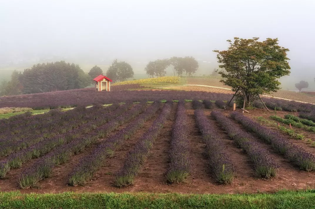 12 lugares fascinantes para ver florecer las flores 39913_9