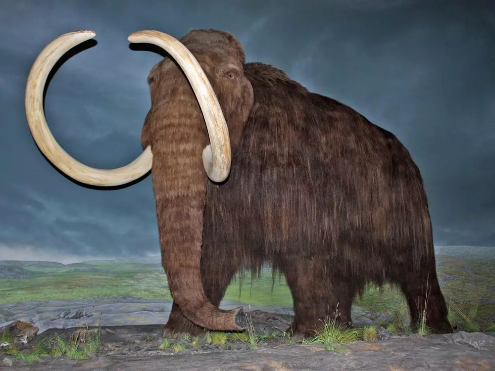 Woolly_Mammut-RBC.jpg