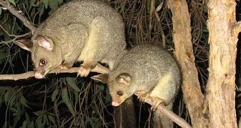 Четкасти опосуми, приказани овде у њиховој родној Аустралији, спадају међу најразорније штеточине на Новом Зеланду.