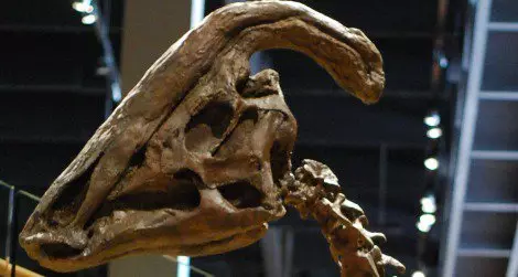 A Parasaurolophus am Natural History Museum vun Utah