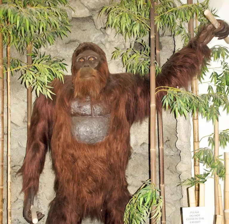 Kas Bigfoot oli tõesti olemas? Kuidas Gigantopithecus välja suri