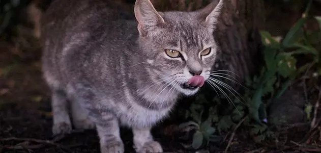 Amakati Ama-Feral Abulala Izigidigidi Zama-Critter Amancane Unyaka ngamunye