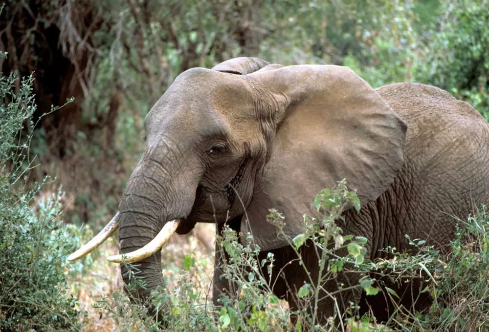 Ang mga African Elephants ay Natutulog Lamang Dalawang Oras Bawat Araw, at Walang Nakakaalam Kung Bakit