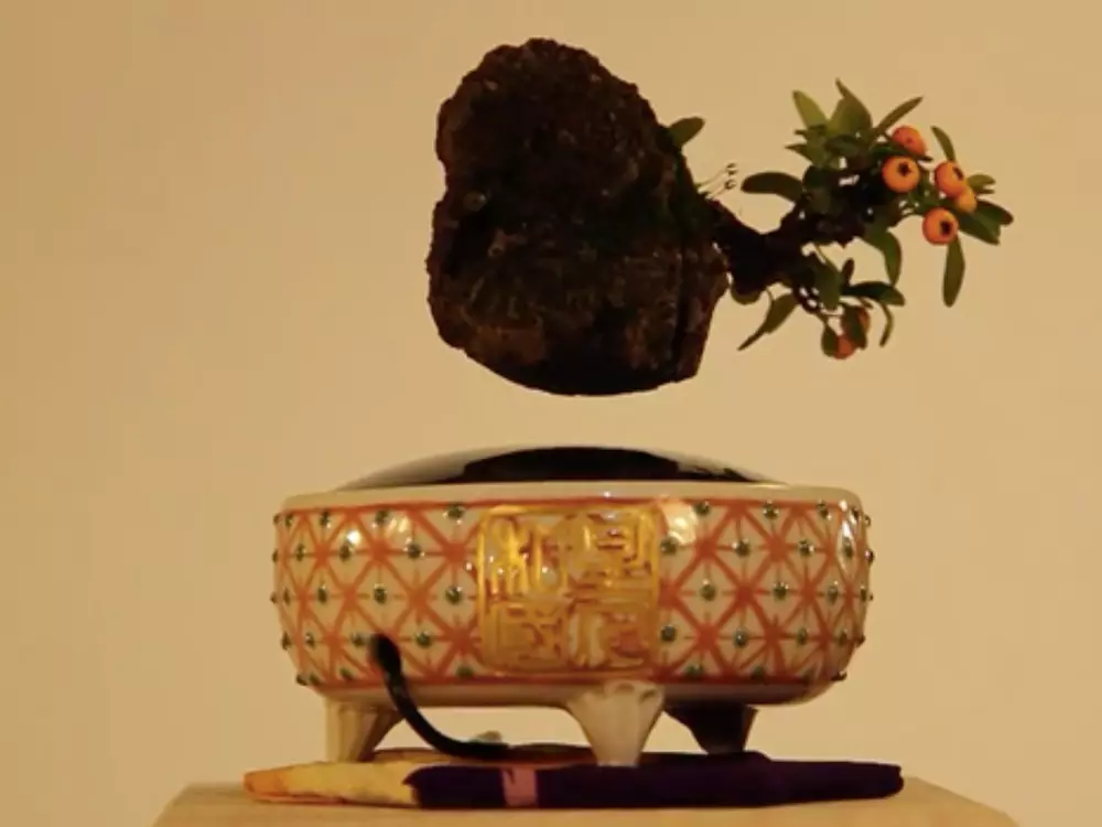 Bonsai Levitating Ieu Bakal Brightening Imah Anjeun Jeung Élmu