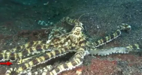 Fish Mimics Fish-Mimicking Octopus