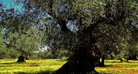 An olive tree in Italy