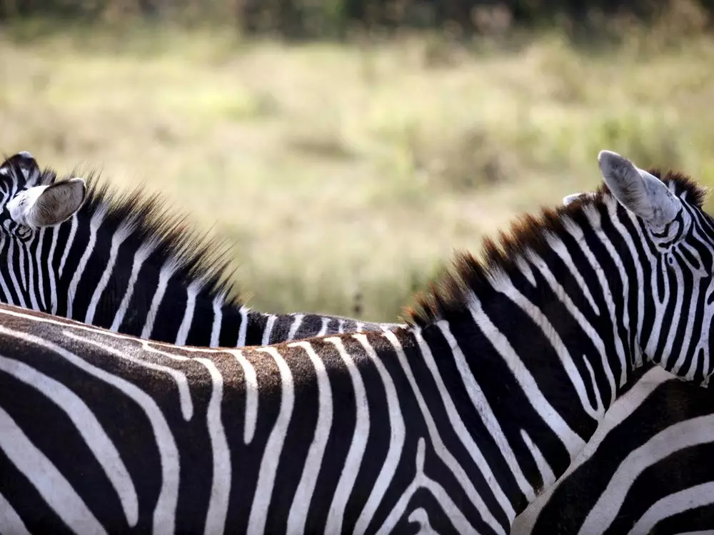 Zebra Stripes gali būti ne kamufliažas