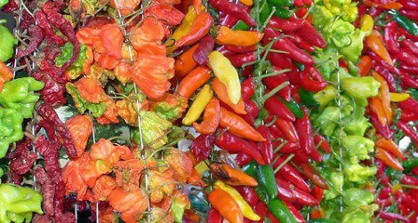 Se frutas picantes são úteis para uma planta de pimenta, por que nem todas as pimentas são quentes?