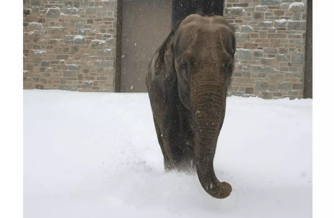 Mbajtësit e kopshtit zoologjik u përulën me kafshët dhe Bei Bei duhej të luante në borë (Foto) 40082_11