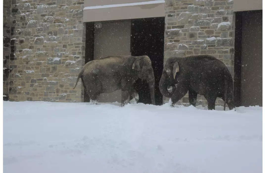 Mbajtësit e kopshtit zoologjik u përulën me kafshët dhe Bei Bei duhej të luante në borë (Foto) 40082_12
