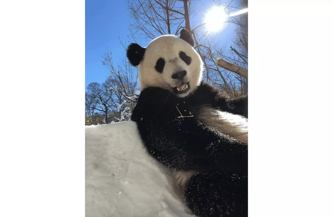 Los cuidadores del zoológico se acurrucaron con los animales y Bei Bei pudo jugar en la nieve (Fotos) 40082_13