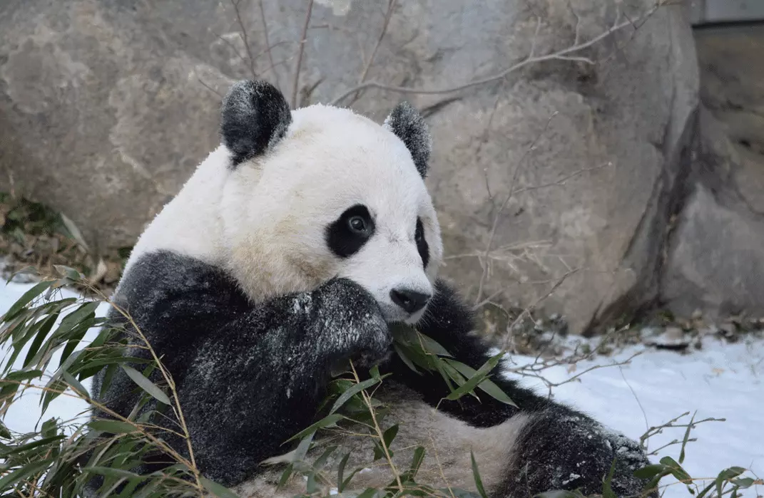 Mbajtësit e kopshtit zoologjik u përulën me kafshët dhe Bei Bei duhej të luante në borë (Foto) 40082_2