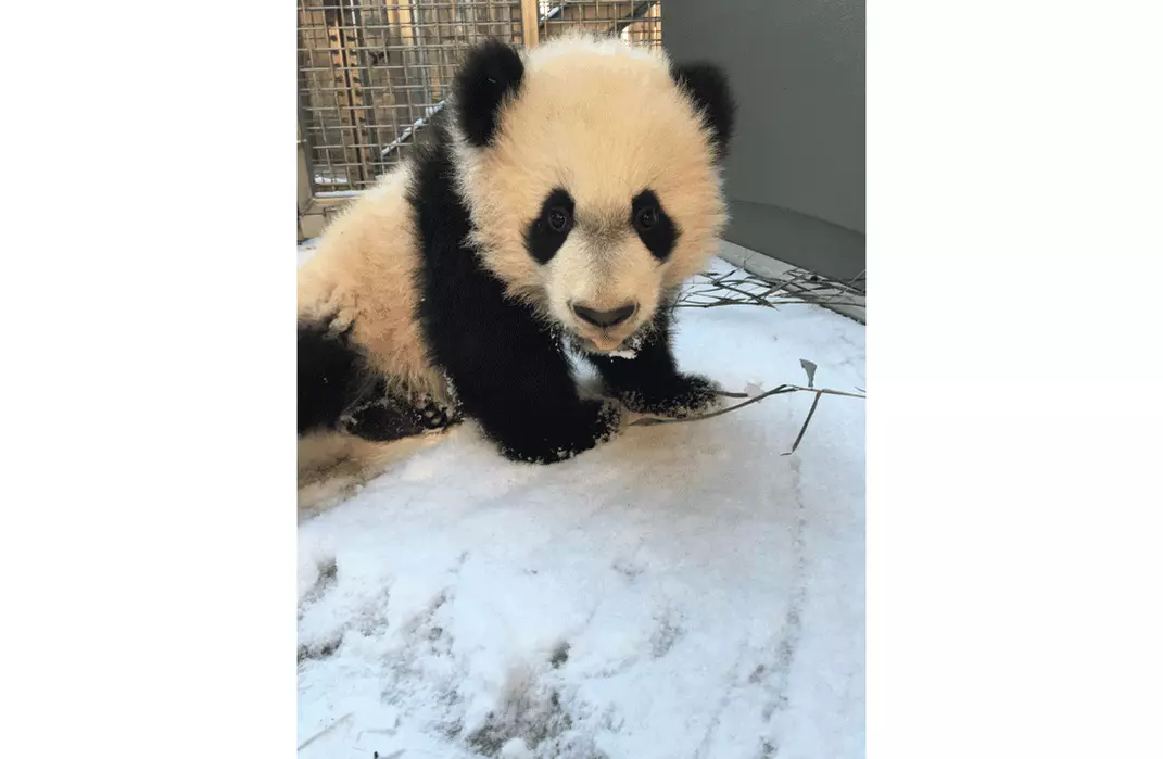 Mbajtësit e kopshtit zoologjik u përulën me kafshët dhe Bei Bei duhej të luante në borë (Foto) 40082_3