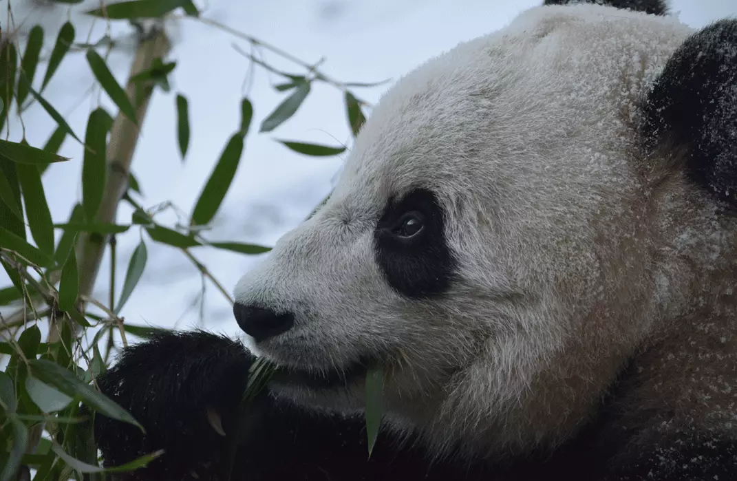 Mbajtësit e kopshtit zoologjik u përulën me kafshët dhe Bei Bei duhej të luante në borë (Foto) 40082_4