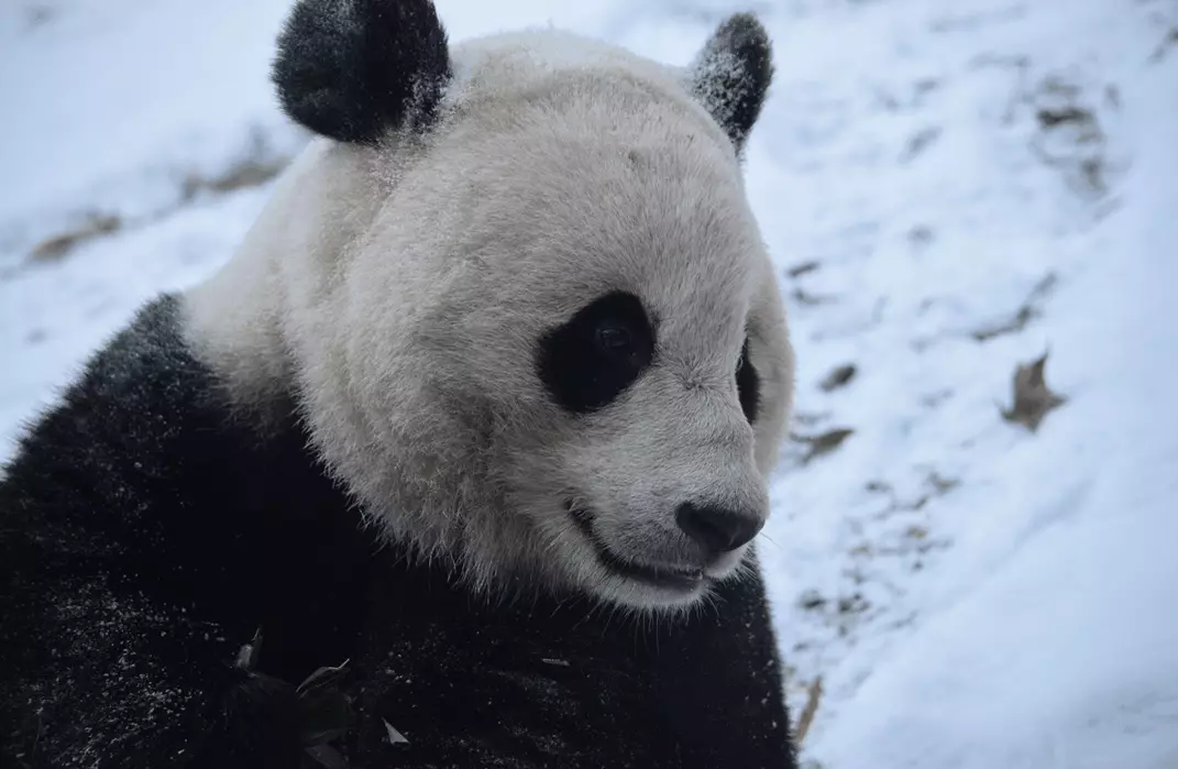 Mbajtësit e kopshtit zoologjik u përulën me kafshët dhe Bei Bei duhej të luante në borë (Foto) 40082_5