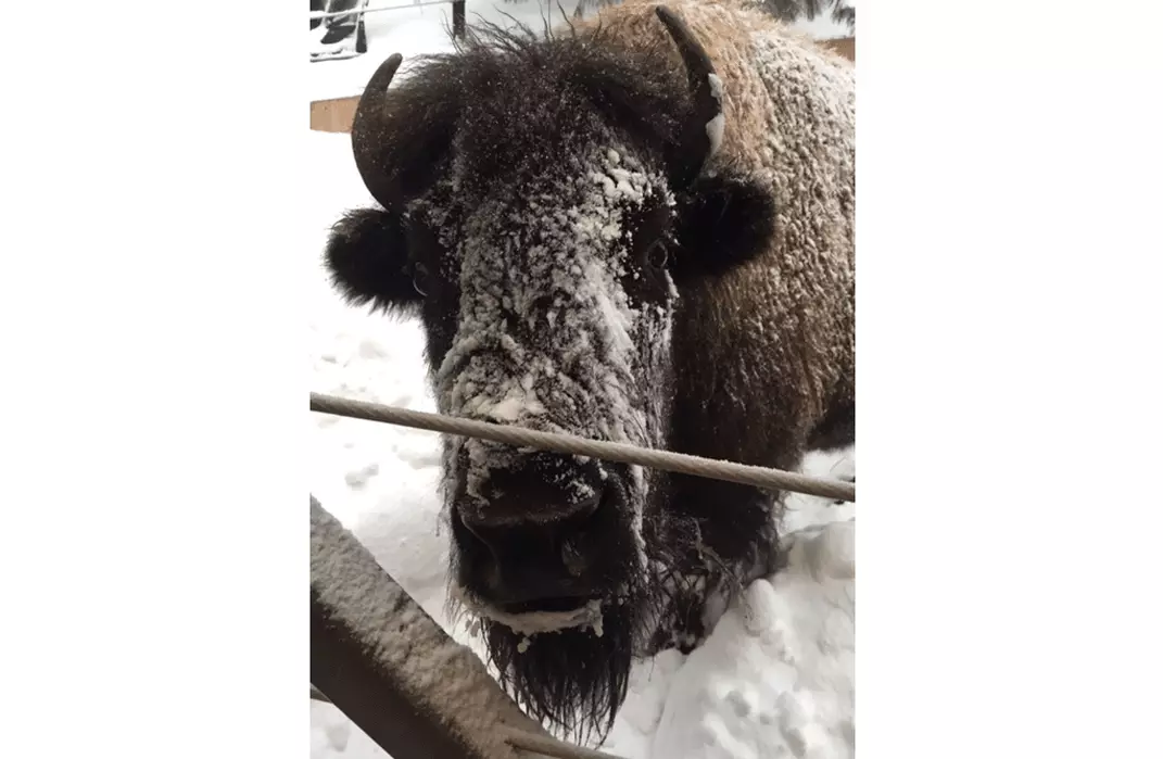 Mbajtësit e kopshtit zoologjik u përulën me kafshët dhe Bei Bei duhej të luante në borë (Foto) 40082_6