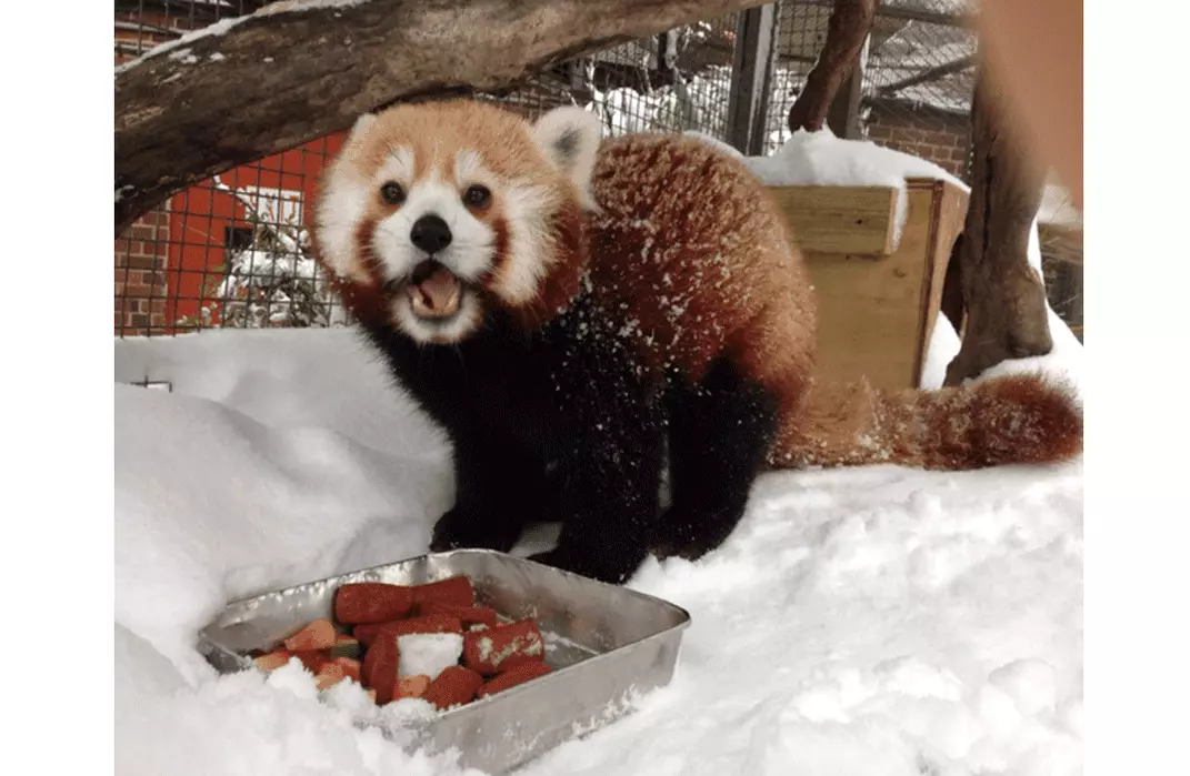 Los cuidadores del zoológico se acurrucaron con los animales y Bei Bei pudo jugar en la nieve (Fotos) 40082_7