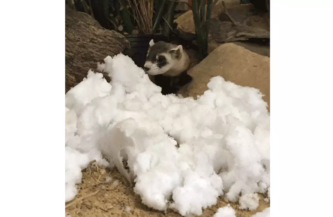 Los cuidadores del zoológico se acurrucaron con los animales y Bei Bei pudo jugar en la nieve (Fotos) 40082_9
