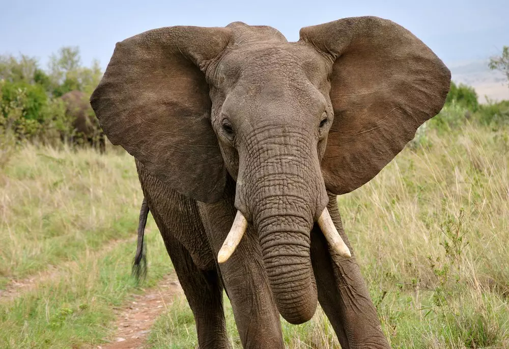 An elephant running in the Masai Mara, Kenya