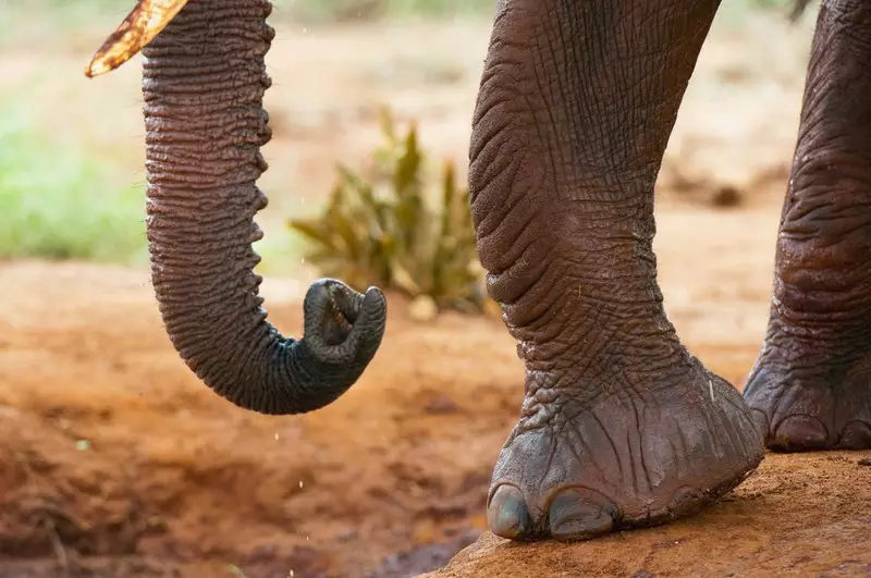 14 prettige feite oor olifante 40118_10