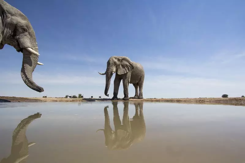 14 zabavnih činjenica o slonovima 40118_11