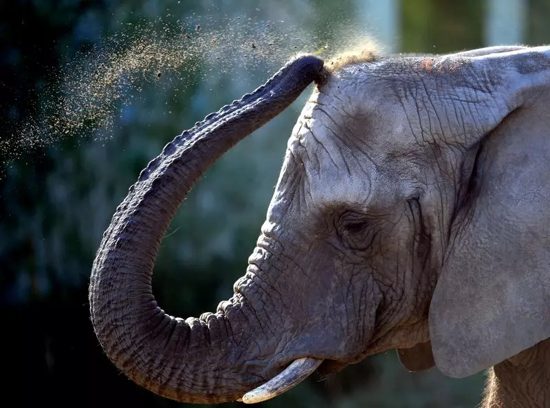 14 prettige feite oor olifante 40118_12