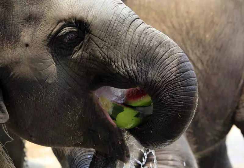 14 Fun Facts About Elephants 40118_13